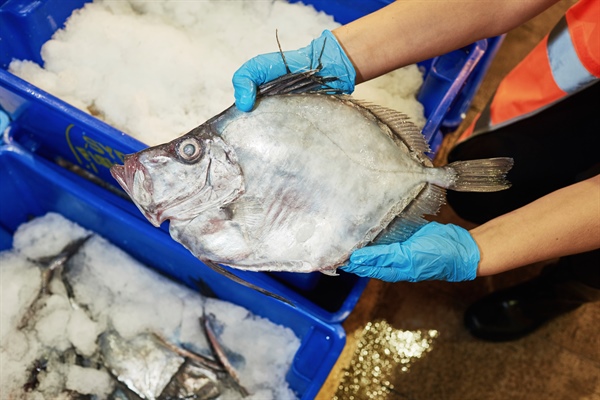 5 Seafood Predators (That Also Taste Great!) – Sydney Fish Market