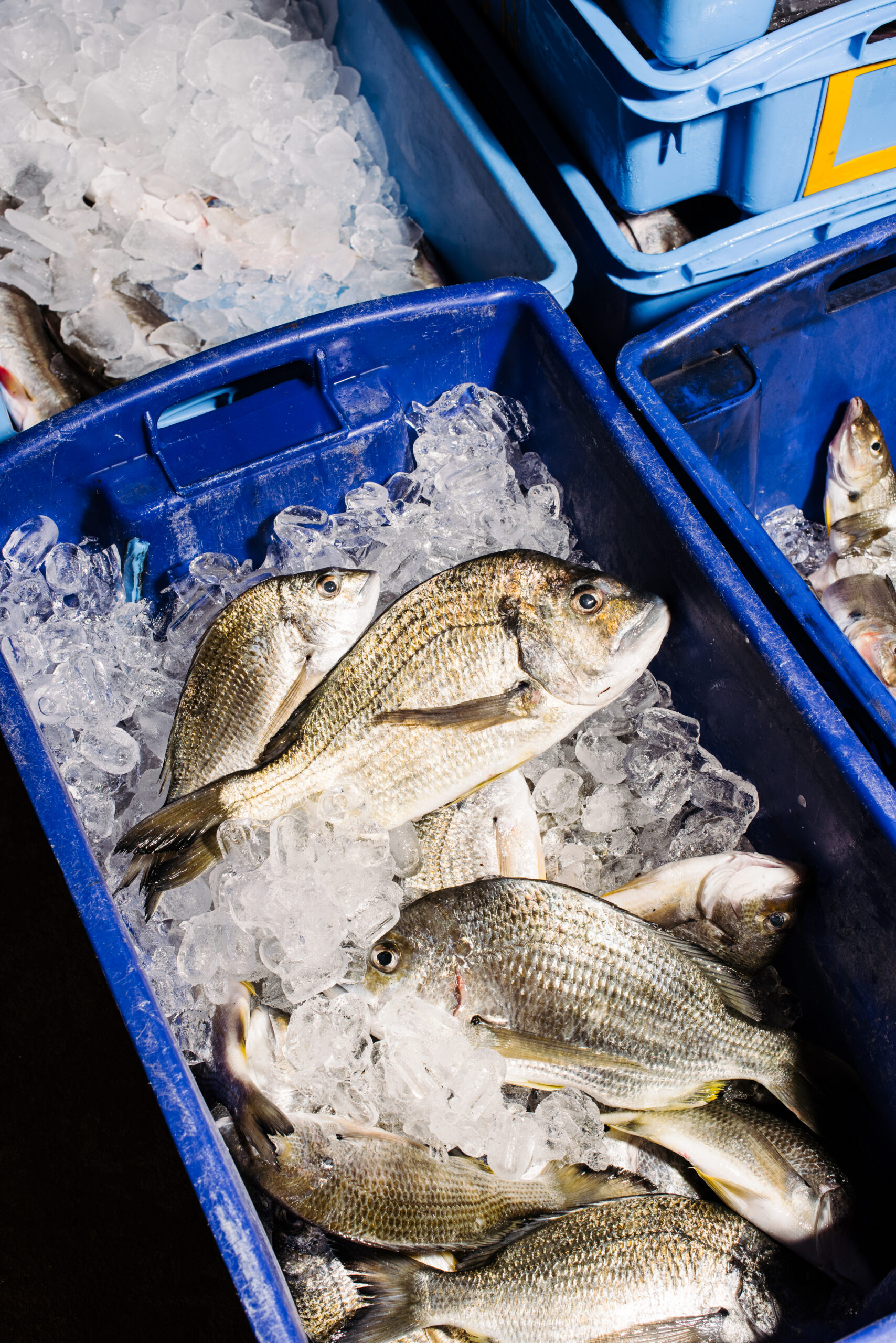 Top Seafood Species For Autumn – Sydney Fish Market