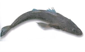 Dusky Flathead - Sydney Fish Market