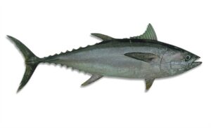 Longtail Tuna - Sydney Fish Market