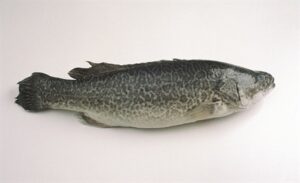 Murray Cod - Sydney Fish Market