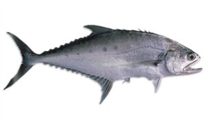 Queenfish - Sydney Fish Market