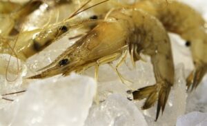 School Prawn - Sydney Fish Market