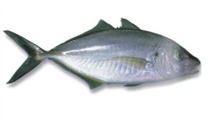 Silver Trevally - Sydney Fish Market