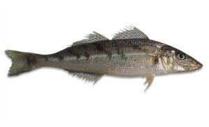 Trumpeter Whiting - Sydney Fish Market
